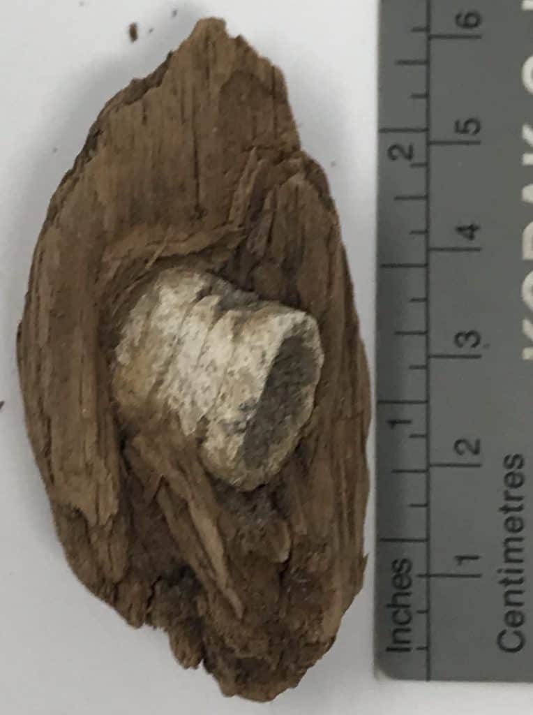 Very Nice Original Civil War Bullet Embedded In Wood Recovered At The ...