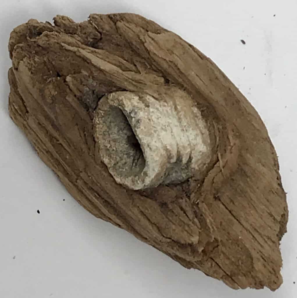 Very Nice Original Civil War Bullet Embedded In Wood Recovered At The ...