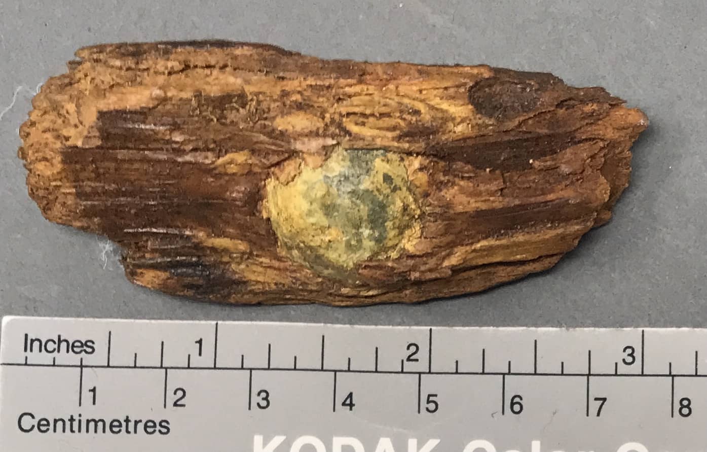 Discover Rare Civil War Musket Ball from Spotsylvania