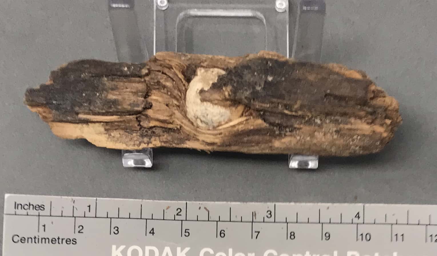 Discover Authentic Civil War Musket Ball from Malvern Hill