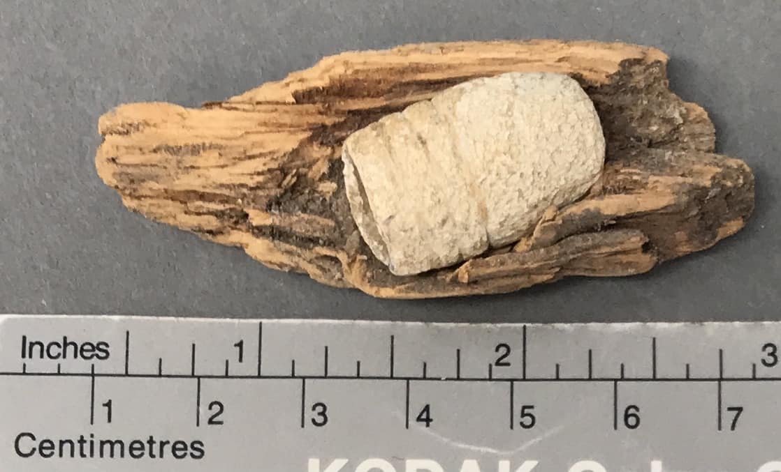 Uncover Civil War Minie Ball from Petersburg Battlefield